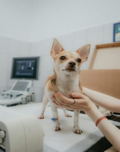 Dog Injury First Aid Steps: What to Do When Your Dog Gets Hurt - Paw ...